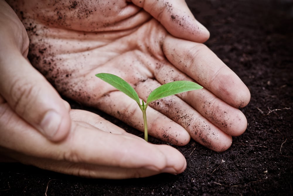 4 Tips to Keep a Blossoming PR Agency Growing Tall