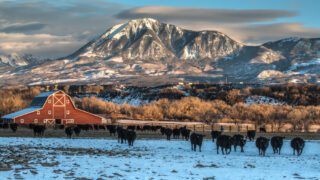 A Rancher's Perspective on Brand Storytelling: CattleCon Collaboration